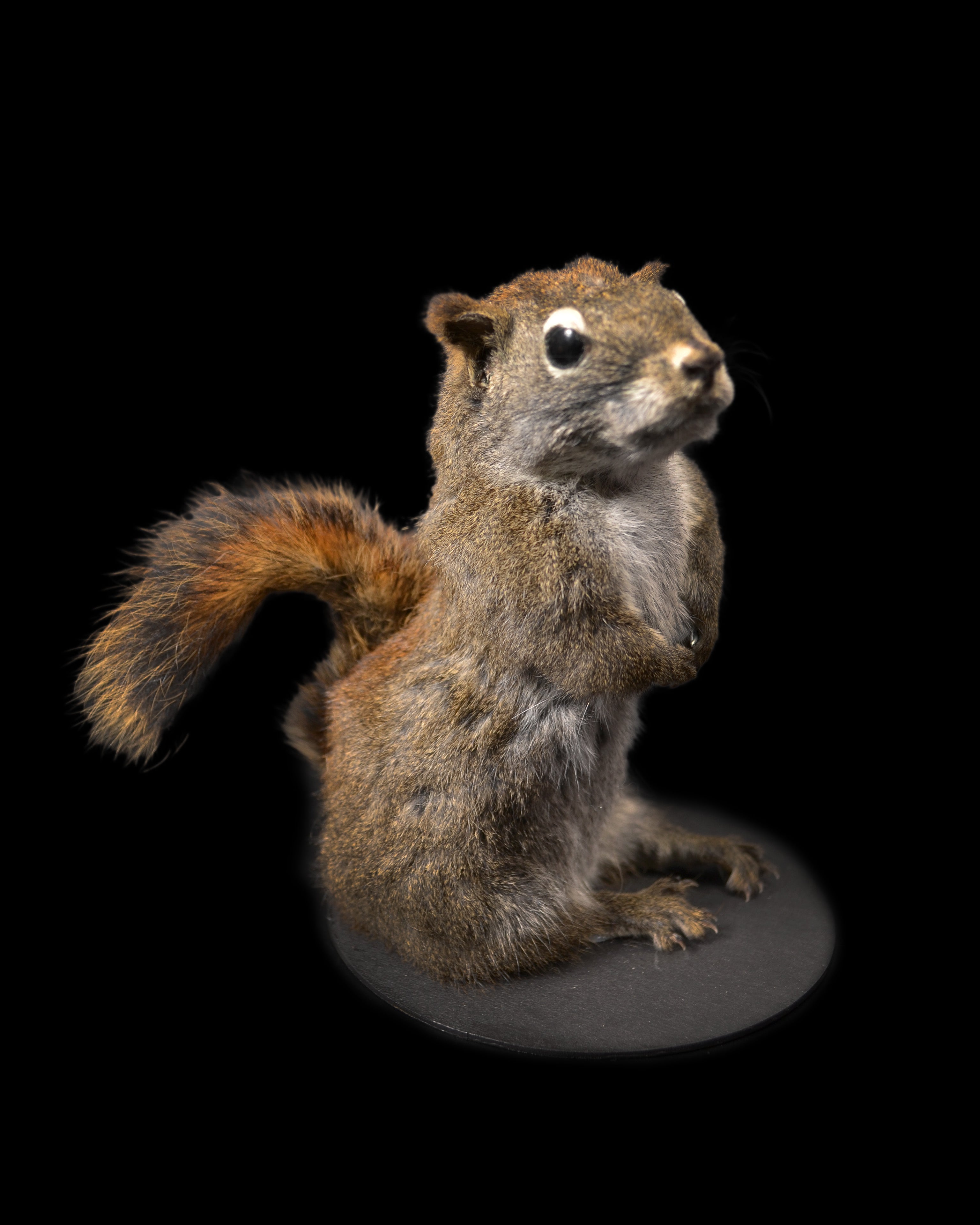 Pretty Dead Taxidermy Shop